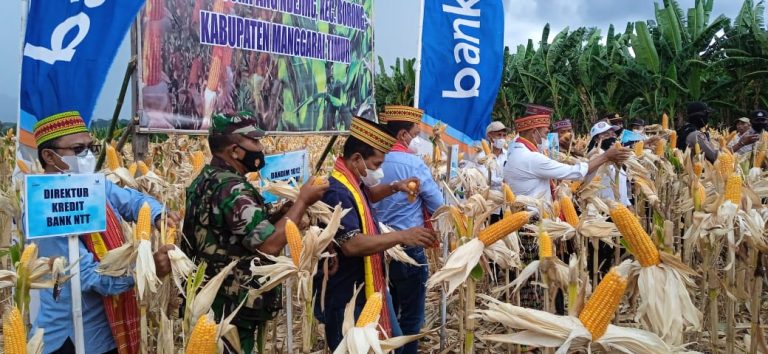 Program TJPS, Gubernur NTT Panen Raya Jagung di Manggarai Timur